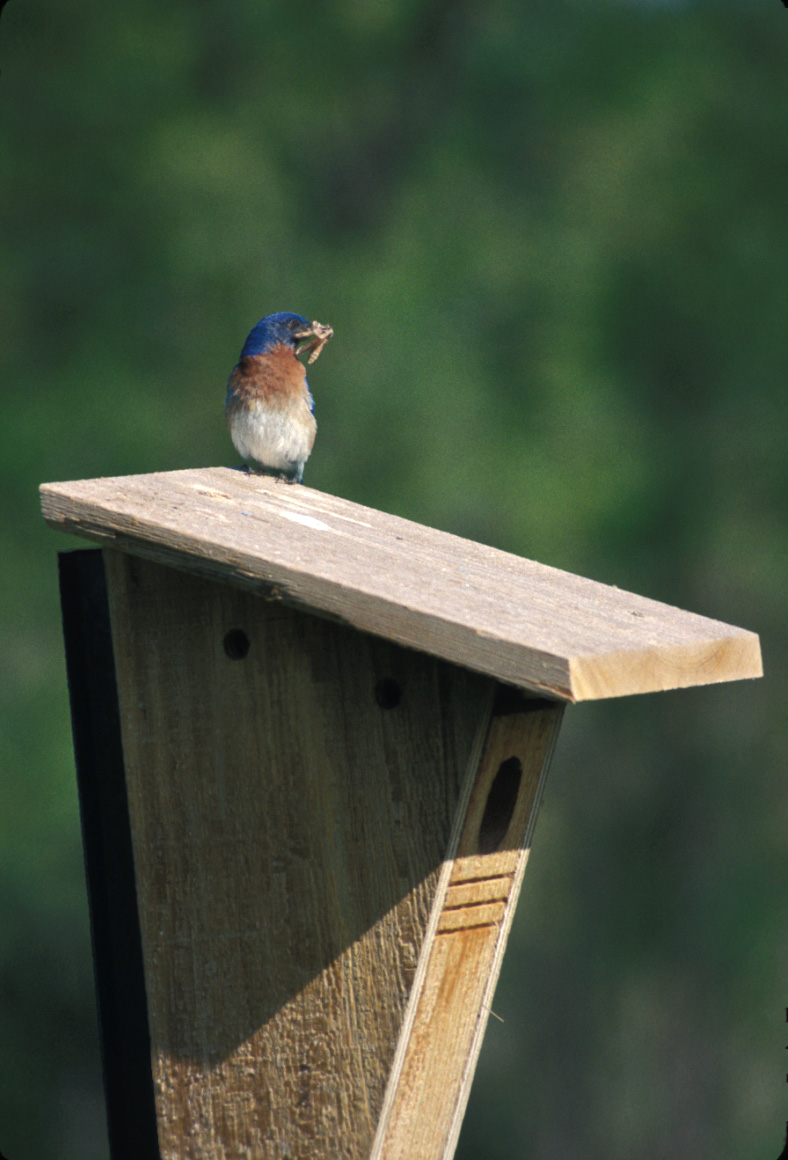 Bluebird Trail – Natural Lands